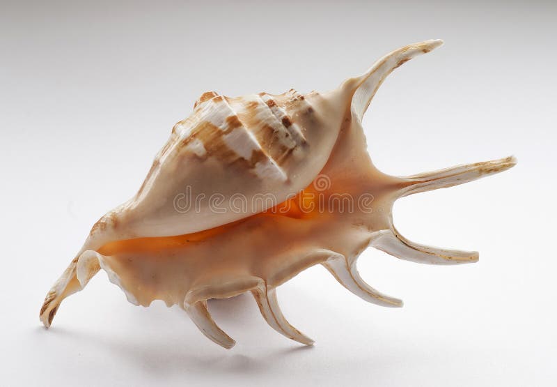 Mollusc Shell stock image. Image of surface, shell, isolated - 83284591