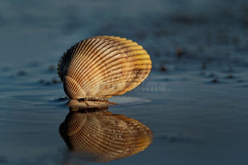 Mollusc Shell and Its Reflection on the Lake Stock Photo - Image of ...