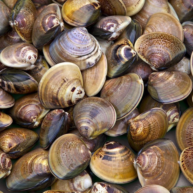 Lumache Di Mare O Molluschi Marini Del Gasteropodo Immagine Stock ...