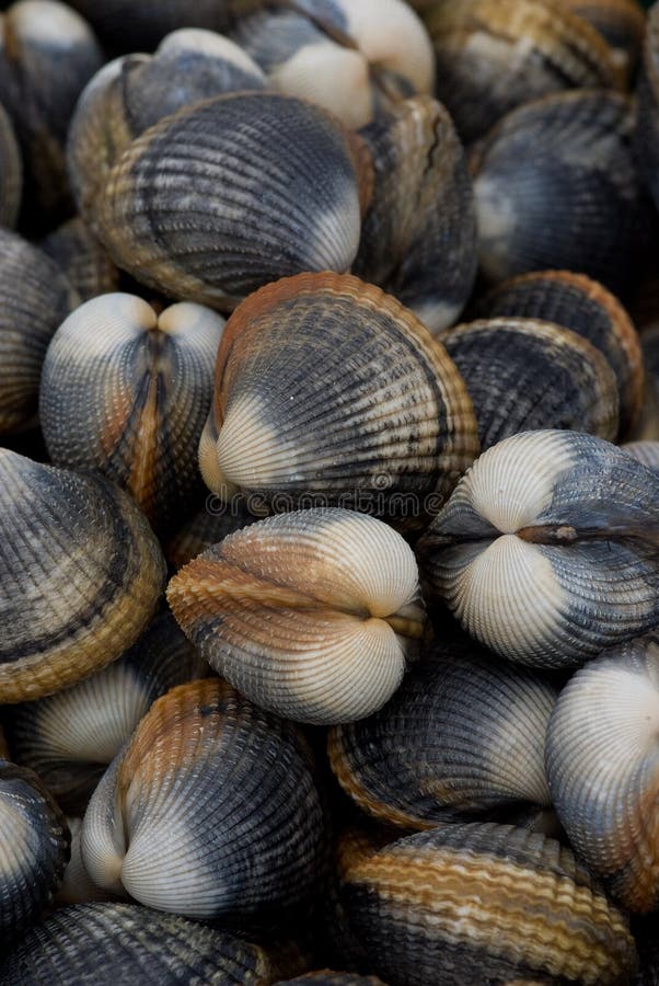 Molluschi chiusi freschi fotografia stock. Immagine di molluschi - 16278592
