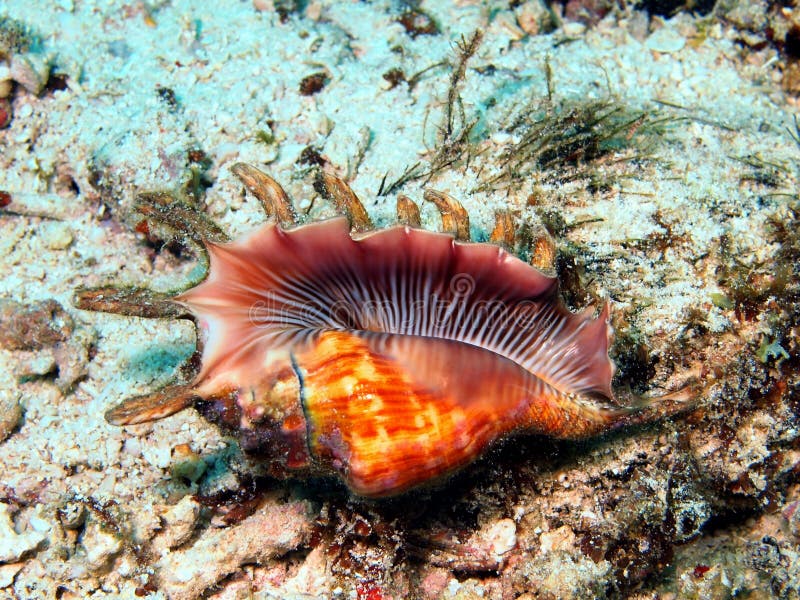 Mollusco dei gasteropodi immagine stock. Immagine di animale - 32570295