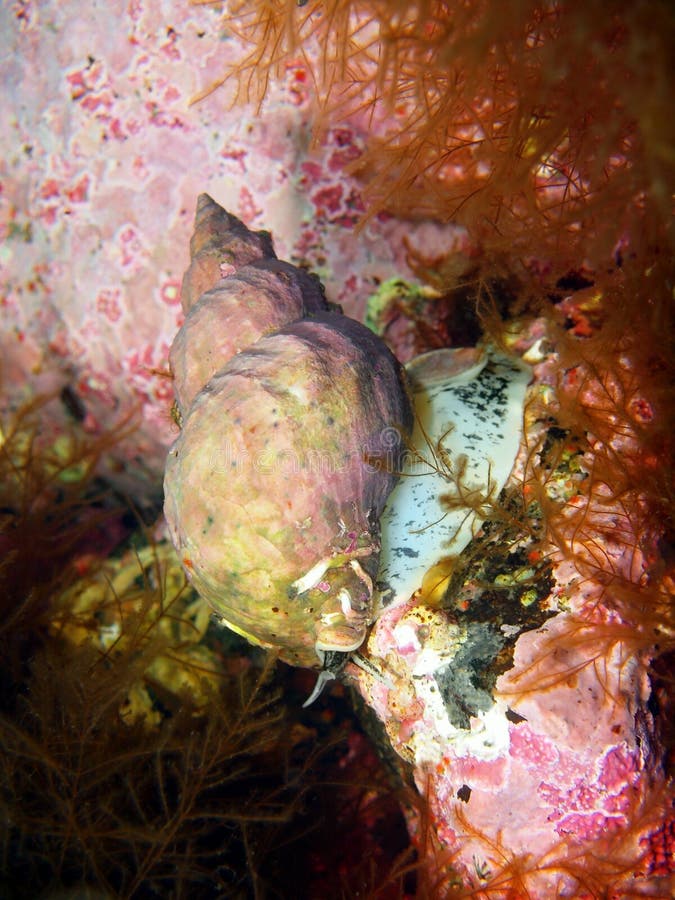 Mollusco dei gasteropodi immagine stock. Immagine di animale - 32570295