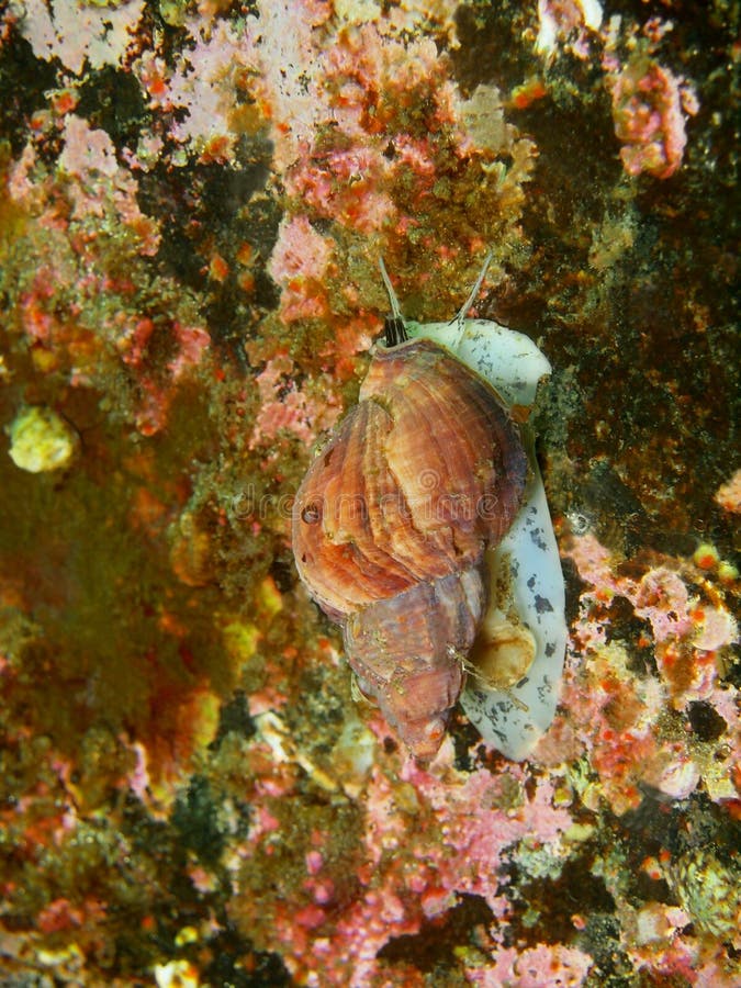 Mollusco dei gasteropodi immagine stock. Immagine di animale - 32570295