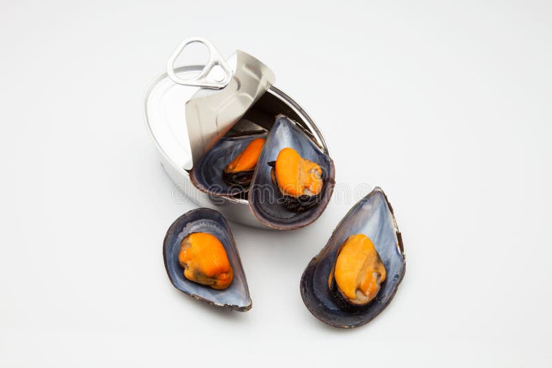 Molluscs stock photo. Image of marine, food, mussels - 25175238