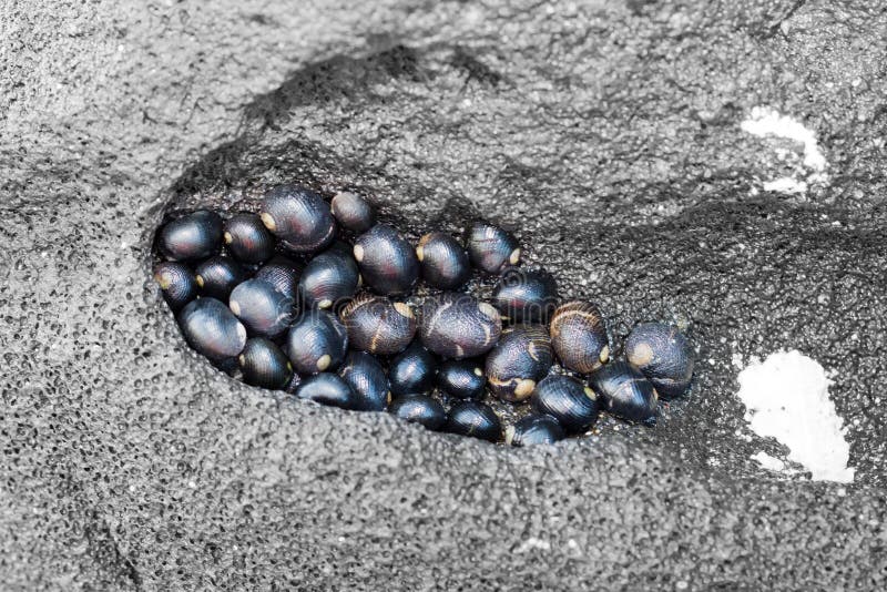 Molluscs in the lava rock stock image. Image of mollusk - 24120975