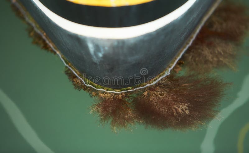 Molluscs, Overgrown Ship Bottom. Shellfish on the Hull of the Ship ...