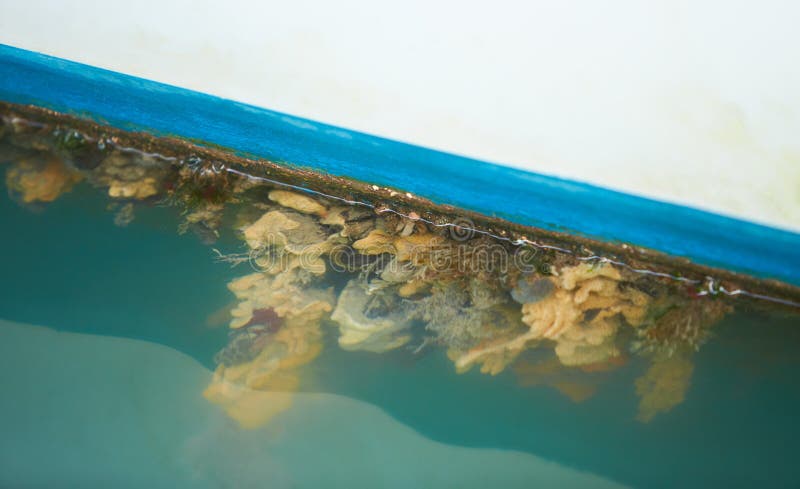 Molluscs, Overgrown Ship Bottom. Shellfish on the Hull of the Ship ...