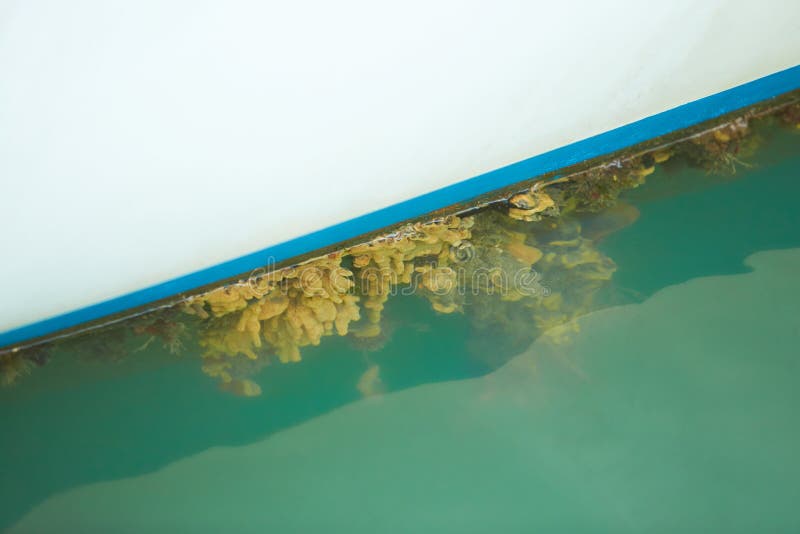 Molluscs, Overgrown Ship Bottom. Shellfish on the Hull of the Ship ...