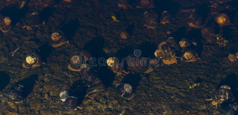 Molluscs with Shells Underwater in the Coastal Area. Stock Photo ...