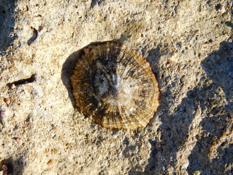 Molluscs to sea stock image. Image of ocean, patella - 70311883
