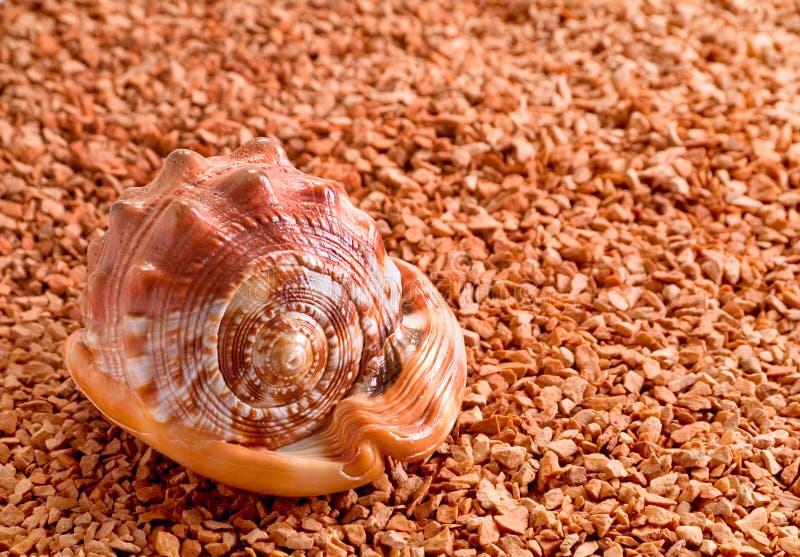 Mollusk brown shell stock photo. Image of textured, closeup - 18424740