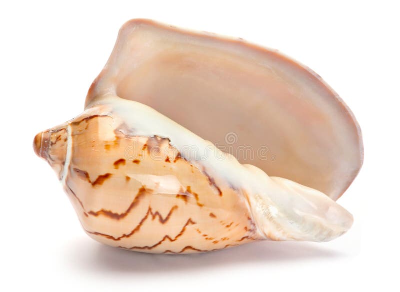 Mollusk brown shell stock image. Image of mollusk, isolated - 18709171
