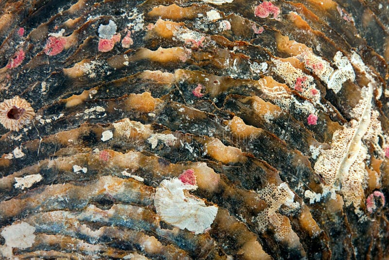 Brown Shell stock photo. Image of animal, fish, shell - 13230726