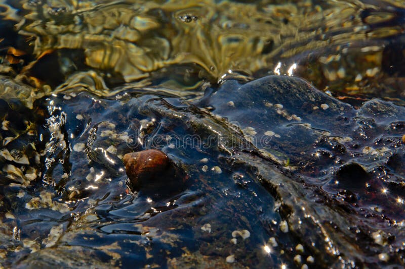Mollusk on a Rock Under Water Stock Photo - Image of rock, marine: 73661092