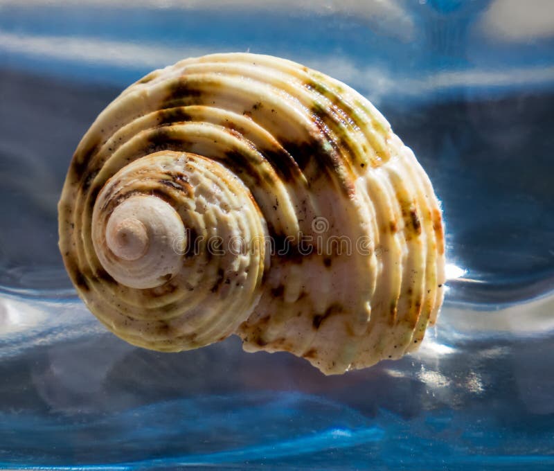 A Mollusk Shell with White and Brown Tones on a Blue Abstract Surface ...