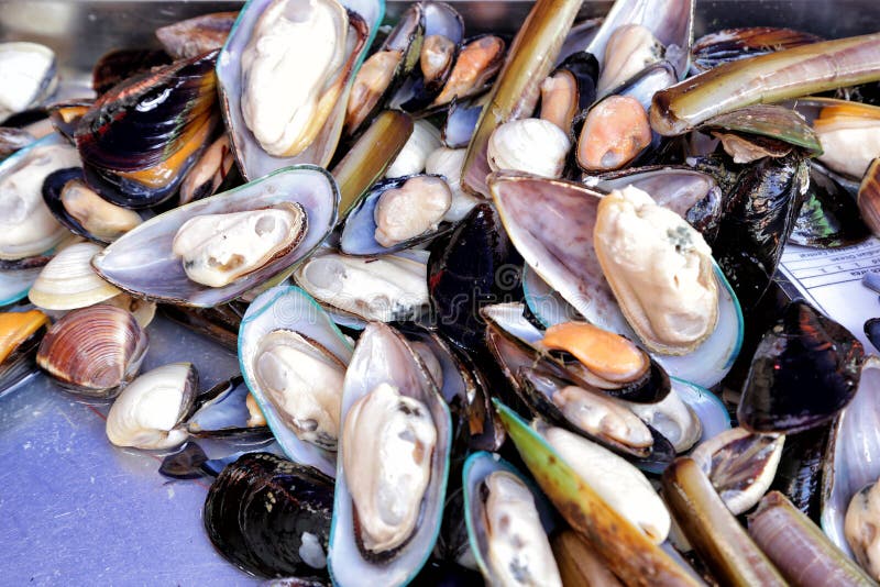 Mollusk Shells on a Fish Market Counter Stock Photo - Image of trade ...