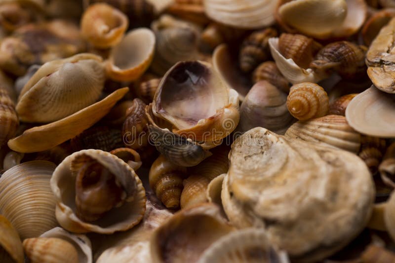 Mollusk Shells. Seashell Background. Ocean Shells. Seashells Background ...