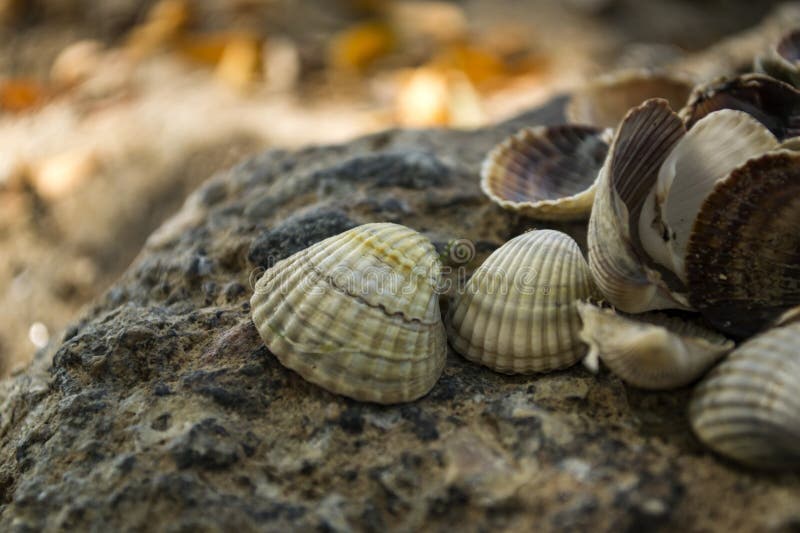 Mollusk Shells. Seashells Background Stock Photo - Image of shells ...