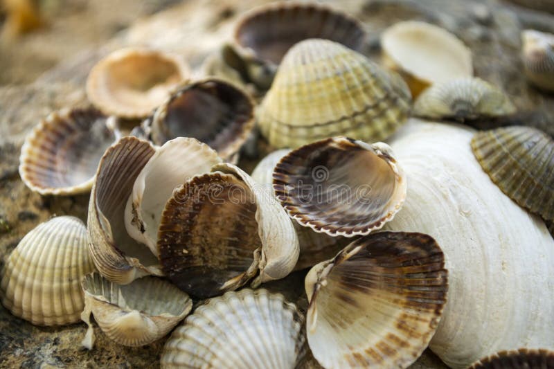 Mollusk Shells. Seashells Background Stock Image - Image of isolated ...
