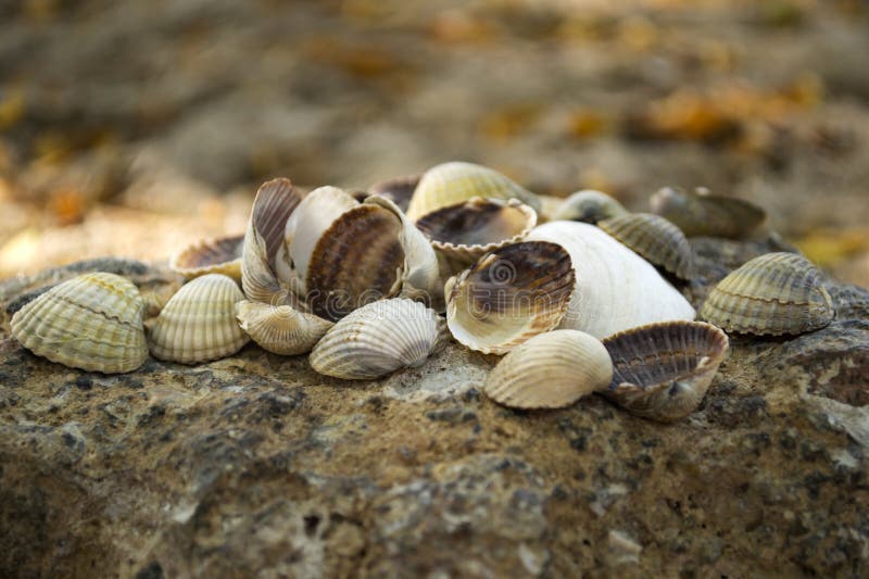 Mollusk Shells. Seashells Background Stock Photo - Image of crawl ...