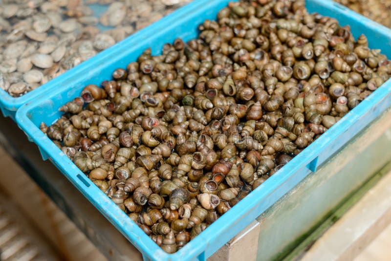Mollusks in a box stock photo. Image of market, feed - 139896700