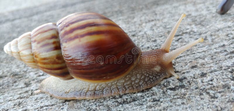 Shell mollusks stock image. Image of invertebrate, objects - 18258463