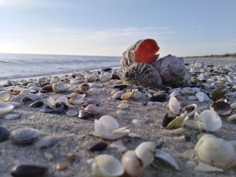 Mollusks by the sea stock image. Image of landscape - 173494939