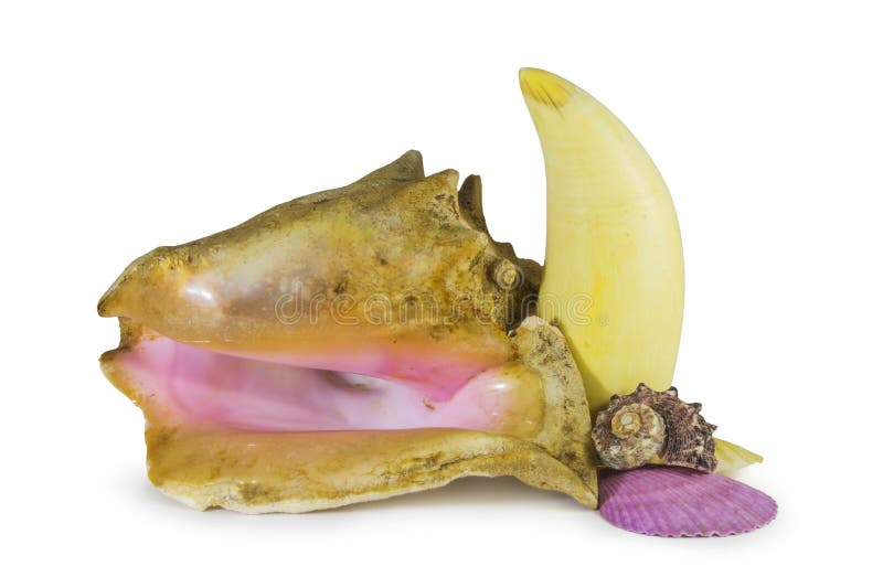 Mollusks and tooth stock photo. Image of mollusk, shell - 51502552