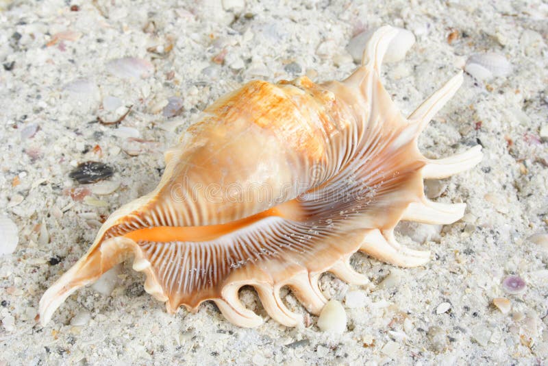 Mollusque image stock. Image of helice, coque, océan, escargot - 2857123