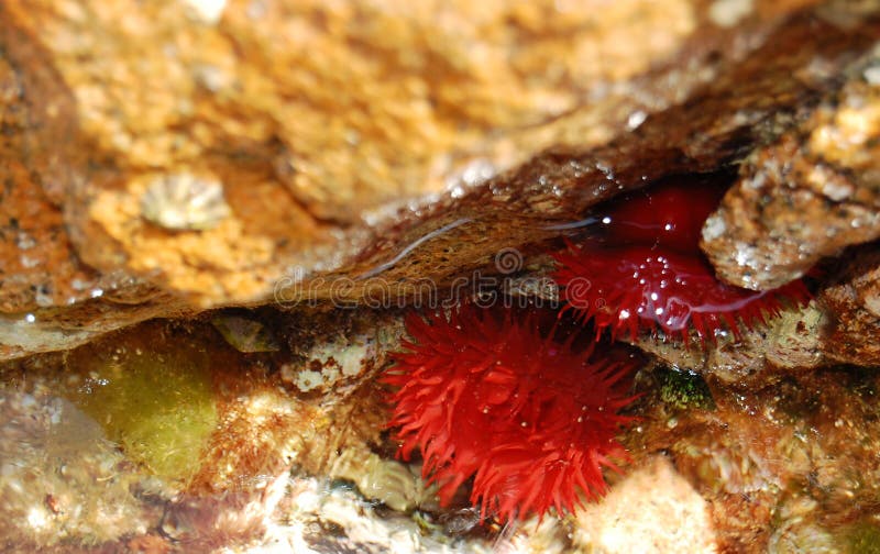 Mollusque photo stock. Image du nature, course, beauté - 22530324