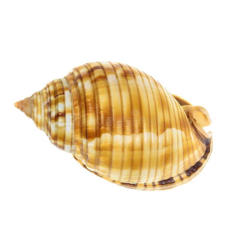 Mollusque Shell De Mer D'isolement Sur Le Fond Blanc Image stock ...