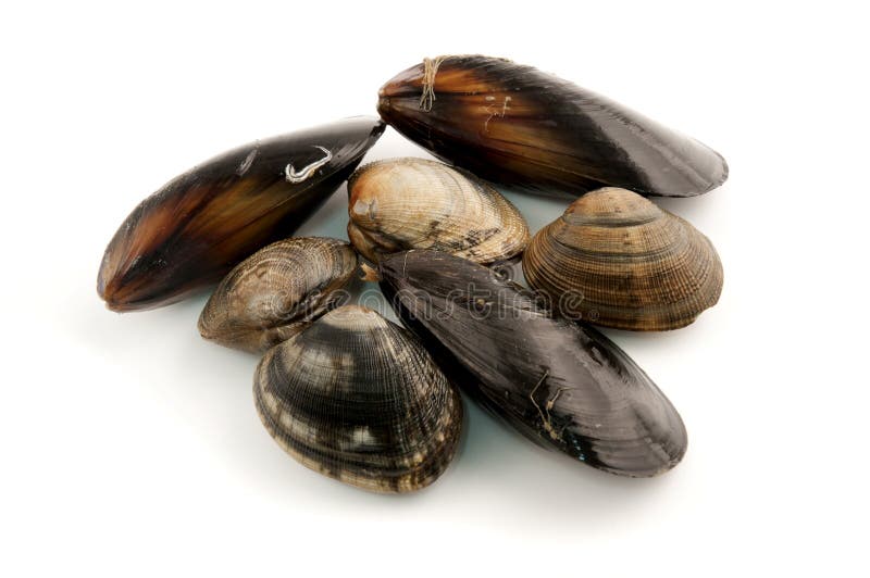 Mollusques comestibles image stock. Image du fond, littleneck - 19012067