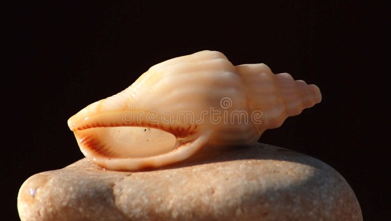 Mollusques de la Mer Rouge image stock. Image du invertébré - 12638747