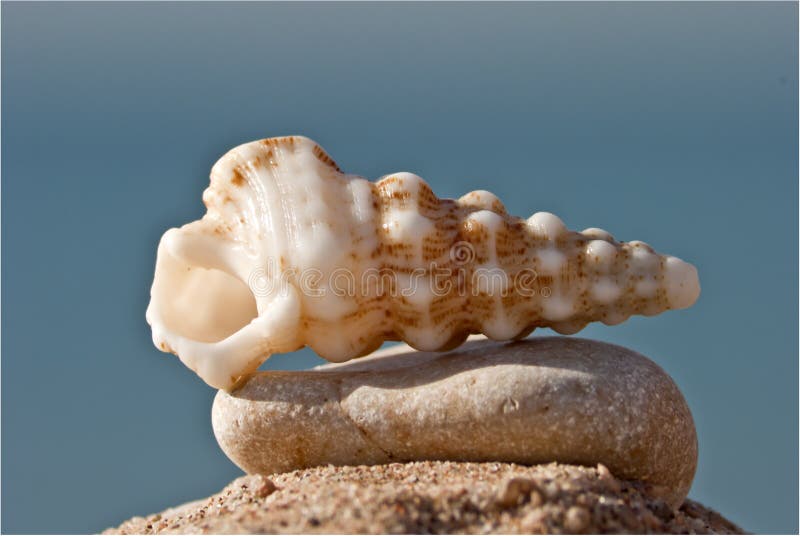 Mollusques de la Mer Rouge image stock. Image du lumineux - 12638937