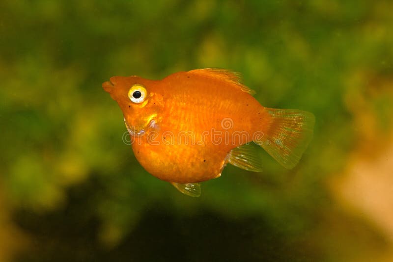 Molly-Fische stockbild. Bild von braun, flosse, fische - 11539335