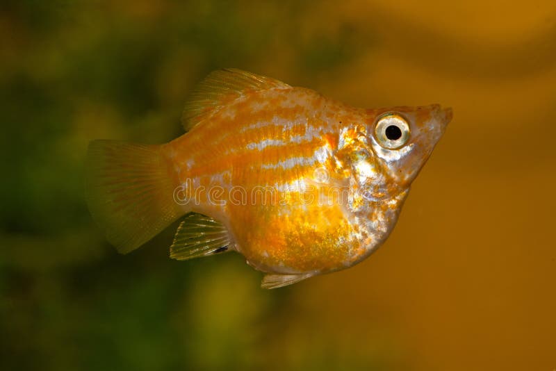 Molly-Fische stockbild. Bild von braun, flosse, fische - 11539335