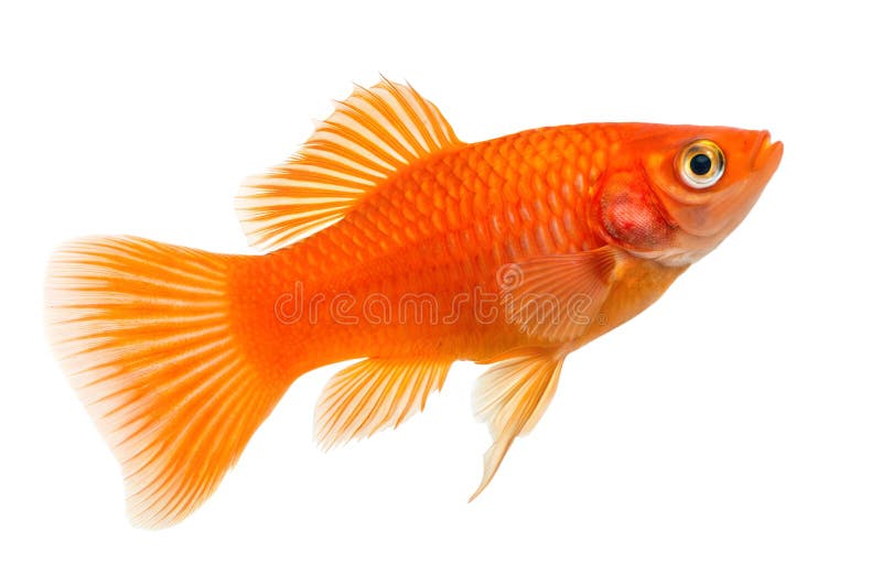 Molly Fish Isolated on White Background Stock Photo - Image of ...