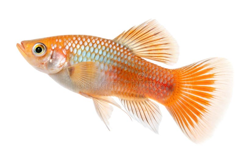 Molly Fish Isolated on White Background Stock Photo - Image of beauty ...
