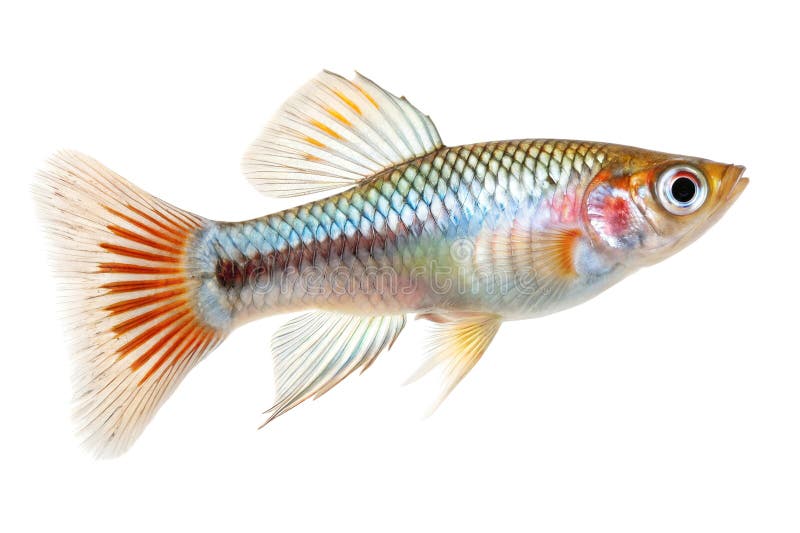Molly Fish Isolated on White Background Stock Image - Image of white ...