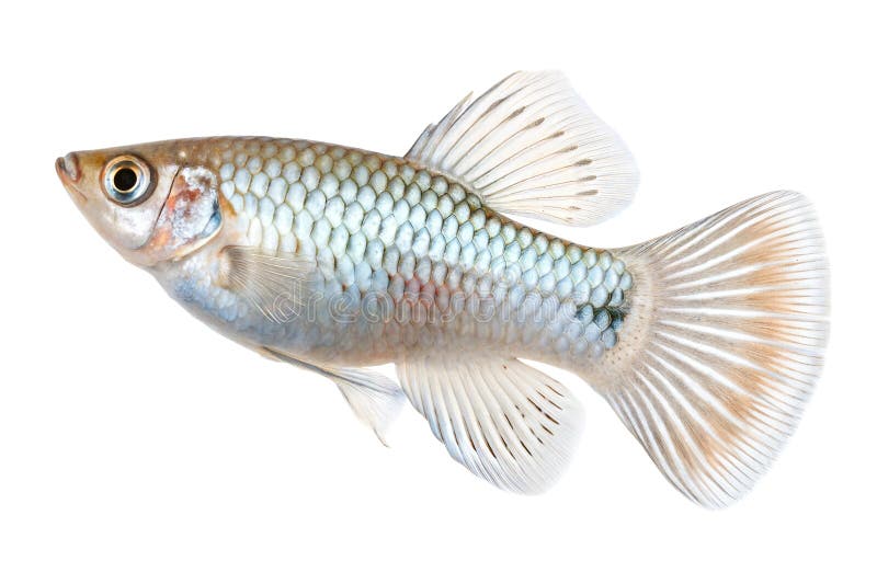 Molly Fish Isolated on White Background Stock Image - Image of molly ...