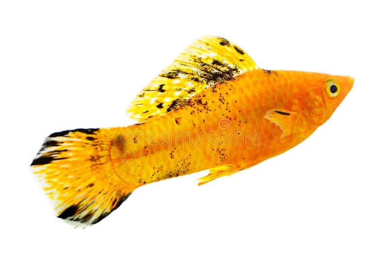 Molly Fish on White Background Stock Image - Image of molly, sailfin ...