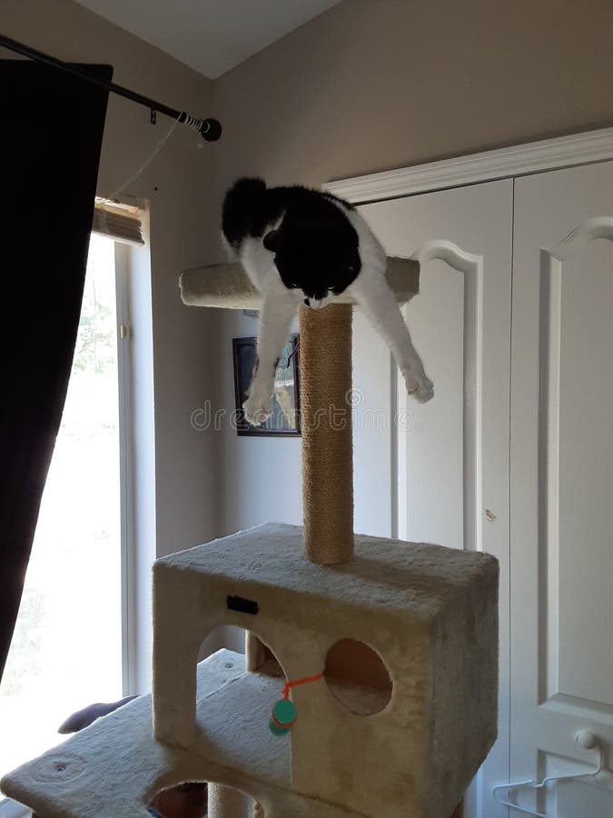 Molly kitty wants to fly stock image. Image of property - 192842761