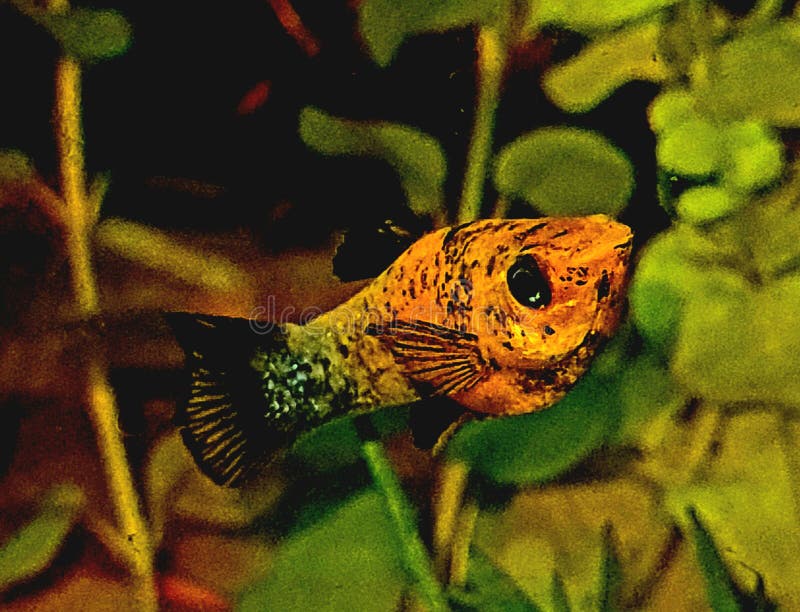 Molly stock photo. Image of yellow, nature, molly, insect - 221796522