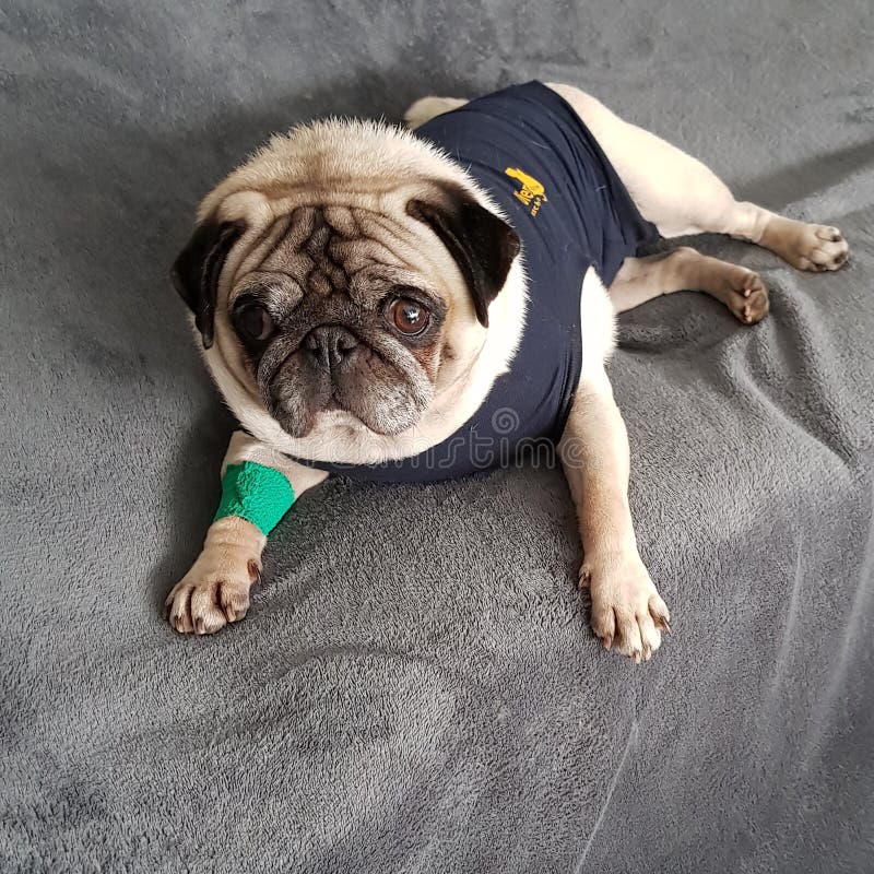 Pug Molly Stock Photos - Free & Royalty-Free Stock Photos from Dreamstime