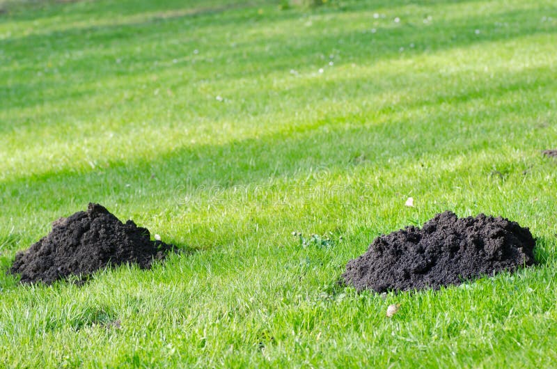 Mollenhoop op het gras stock afbeelding. Image of diversen - 18553911
