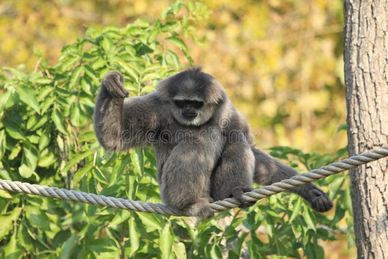 Moloch gibbon stock image. Image of rope, gibbon, bluish - 62338063
