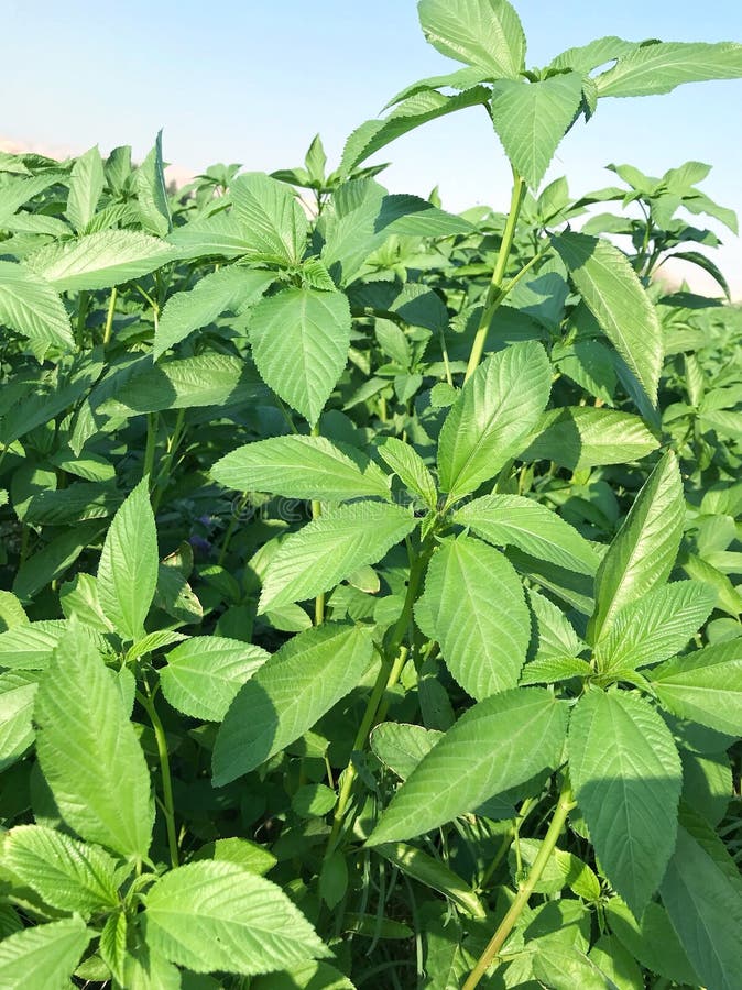 Molokhia stock image. Image of mallow, vegetable, sierra - 13075191