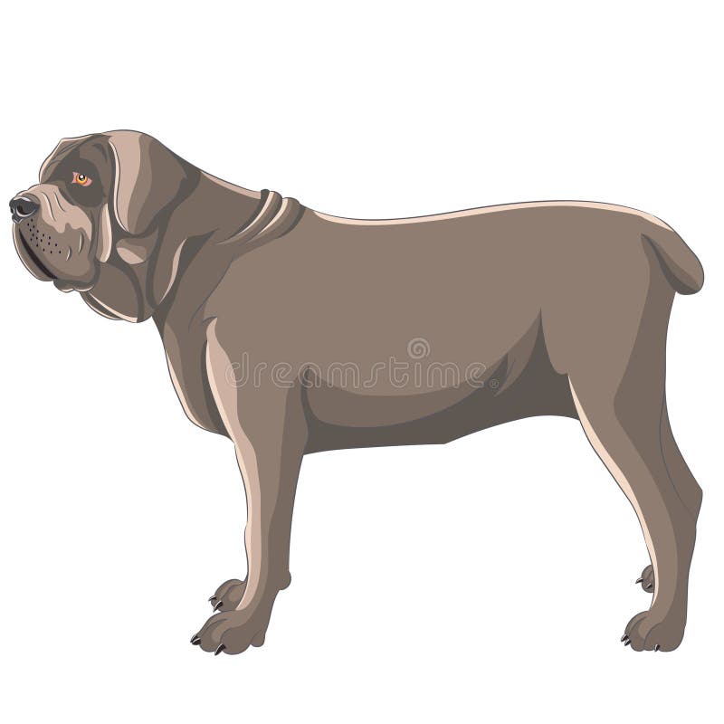 Molossian Dog Isolated on White Background. Stock Vector - Illustration ...