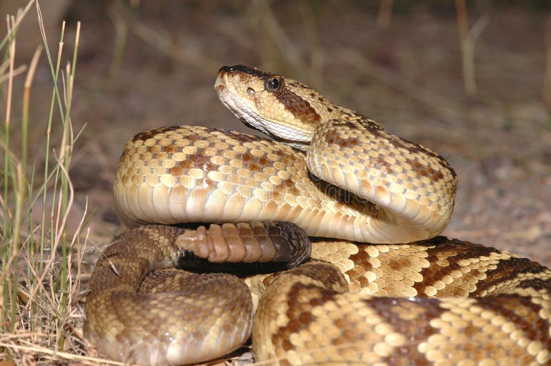 Serpiente De Cascabel De Cola Negra (molossus Del Crotalus) Foto de ...