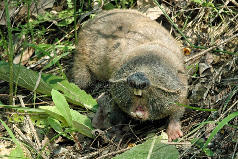 Molrat stock afbeelding. Image of knaagdieren, bedreiging - 65602219